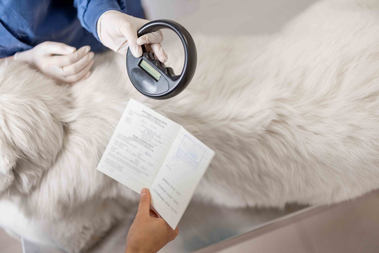 Pet Registration Process in Bangkok for 2026